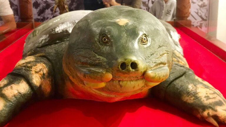 Turtle Tower: A symbol of Hanoi's heritage